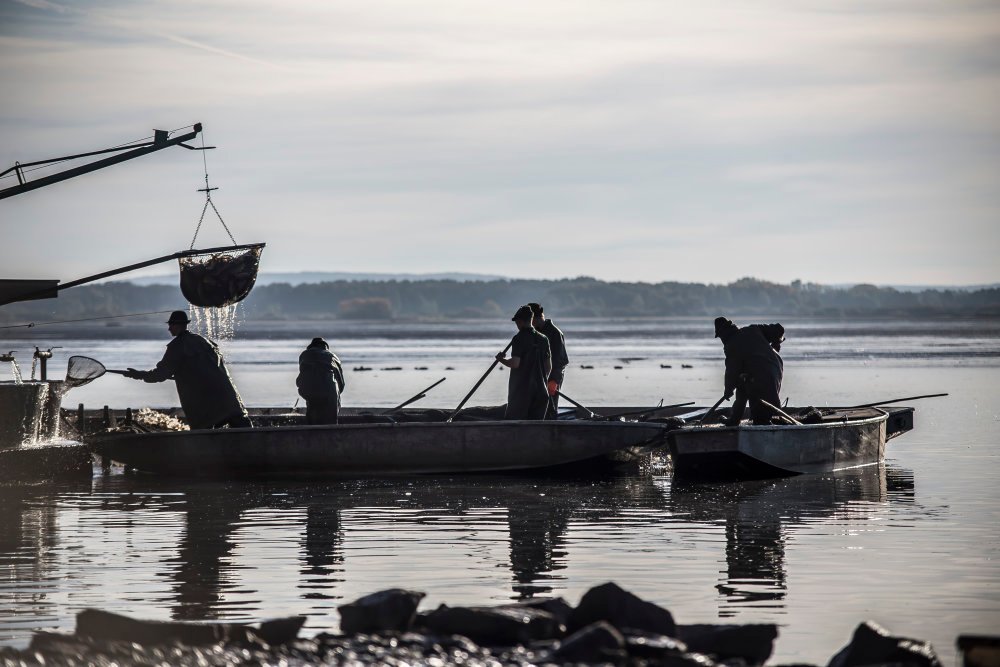 Fotil Lukáš: Výlov rybníka Rožmberk | Hradecžije.cz